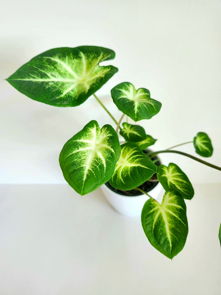 Products – Blue Buddha Farm