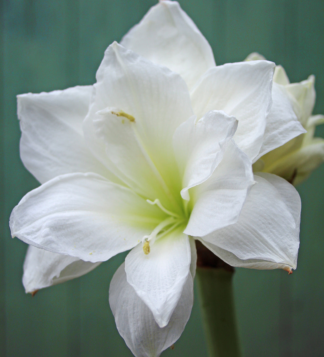 Amaryllis – Blue Buddha Farm