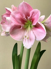 Amaryllis – Blue Buddha Farm
