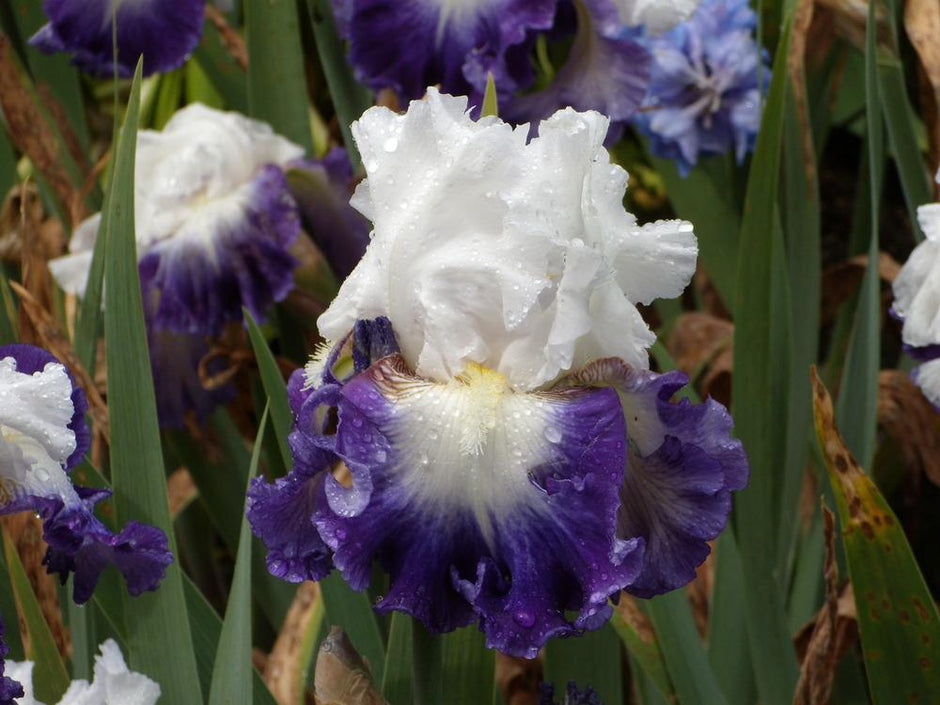 Blue Buddha Farm Reblooming Iris Flower Bulbs