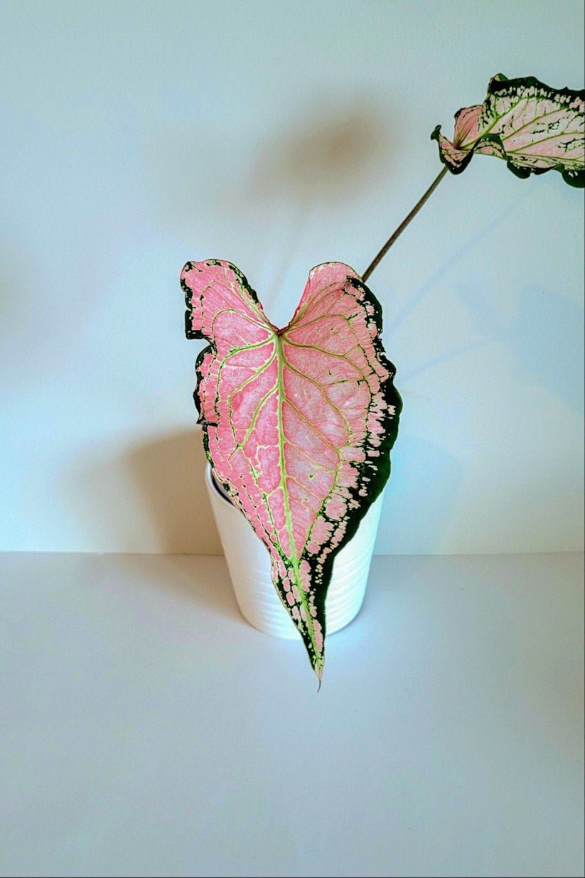 Buy 'Pink Symphony' Caladium - Delicate Pink Veined Leaves at Blue ...