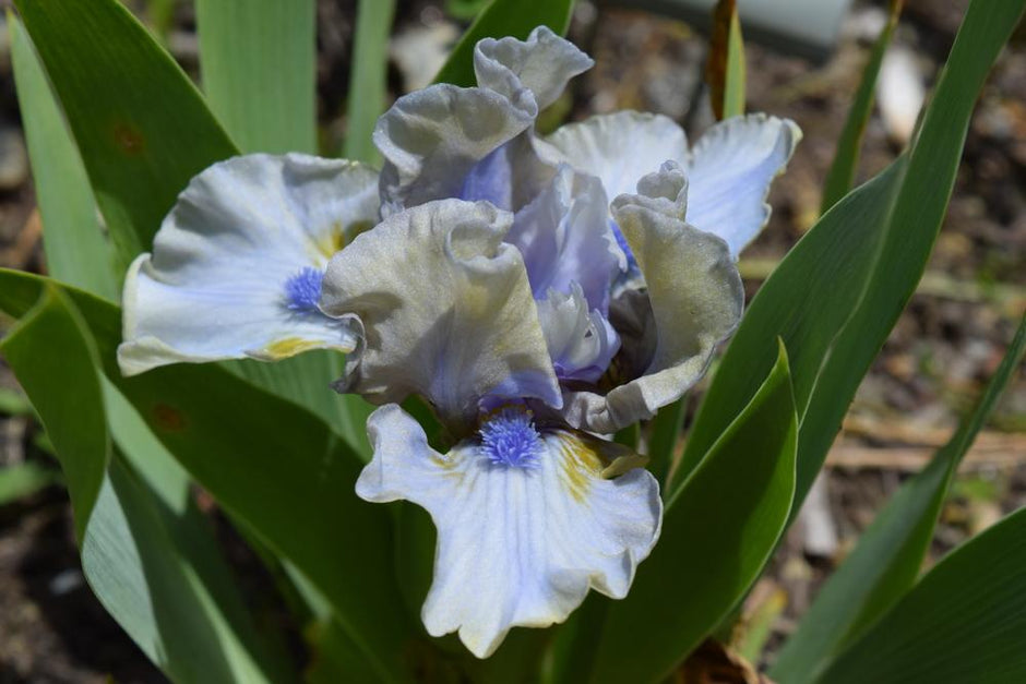 Blue Buddha Farm Reblooming Iris Flower Bulbs