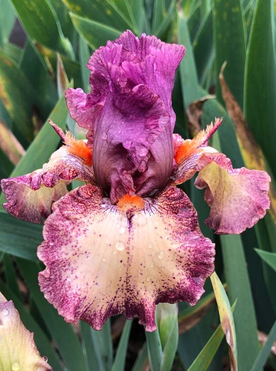'Rock Star' Bearded Iris - Vibrant Reblooming Blooms | Blue Buddha Farm