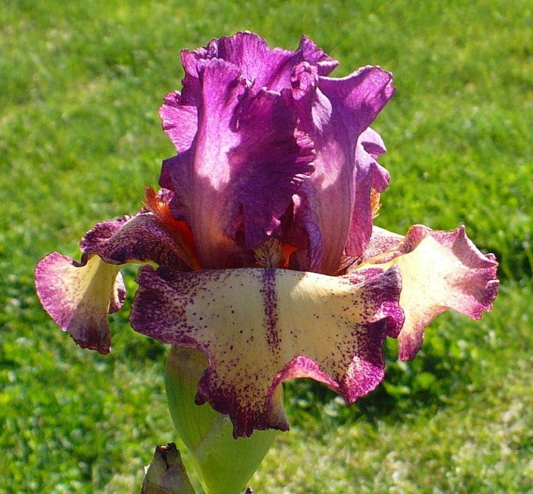 'Rock Star' Bearded Iris - Vibrant Reblooming Blooms | Blue Buddha Farm