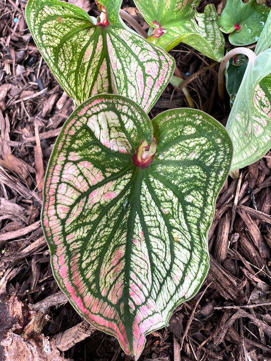 Blue Buddha Farm - Unique Flower Varieties