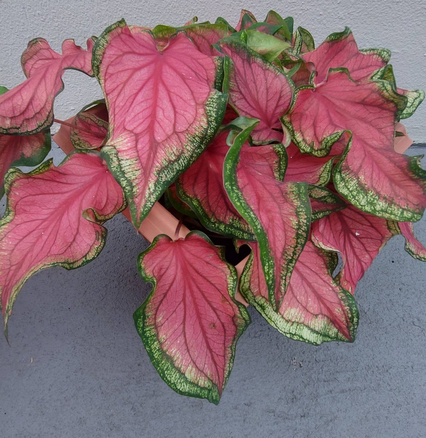 'Florida Sweetheart' Caladium – Sparkling Pink and Red Charm (2 Bulbs ...
