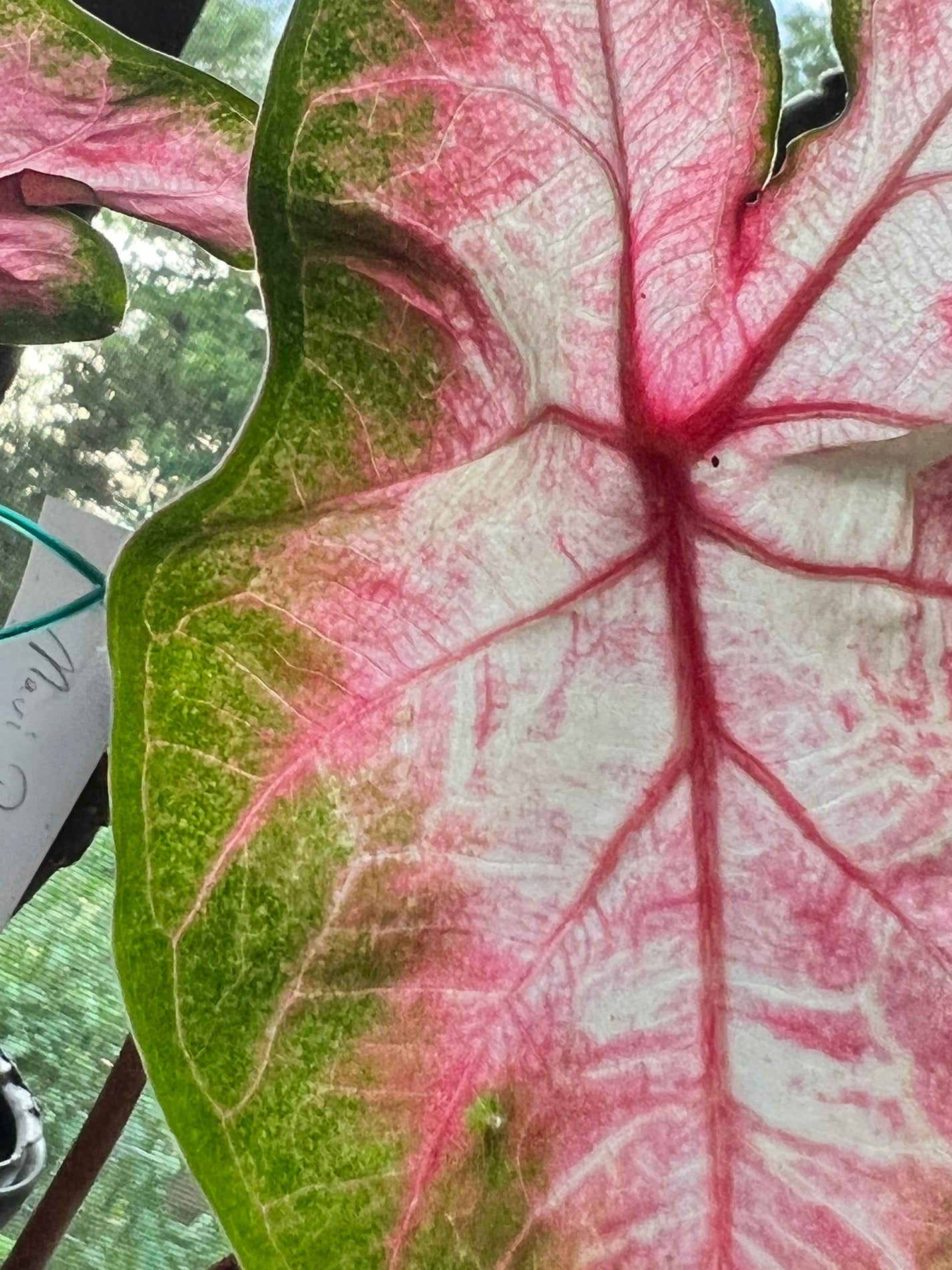 Buy 'Kathleen' Caladium - Soft Salmon and Green Foliage at Blue Buddha Farm