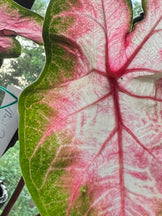 Buy 'Kathleen' Caladium - Soft Salmon and Green Foliage at Blue Buddha Farm