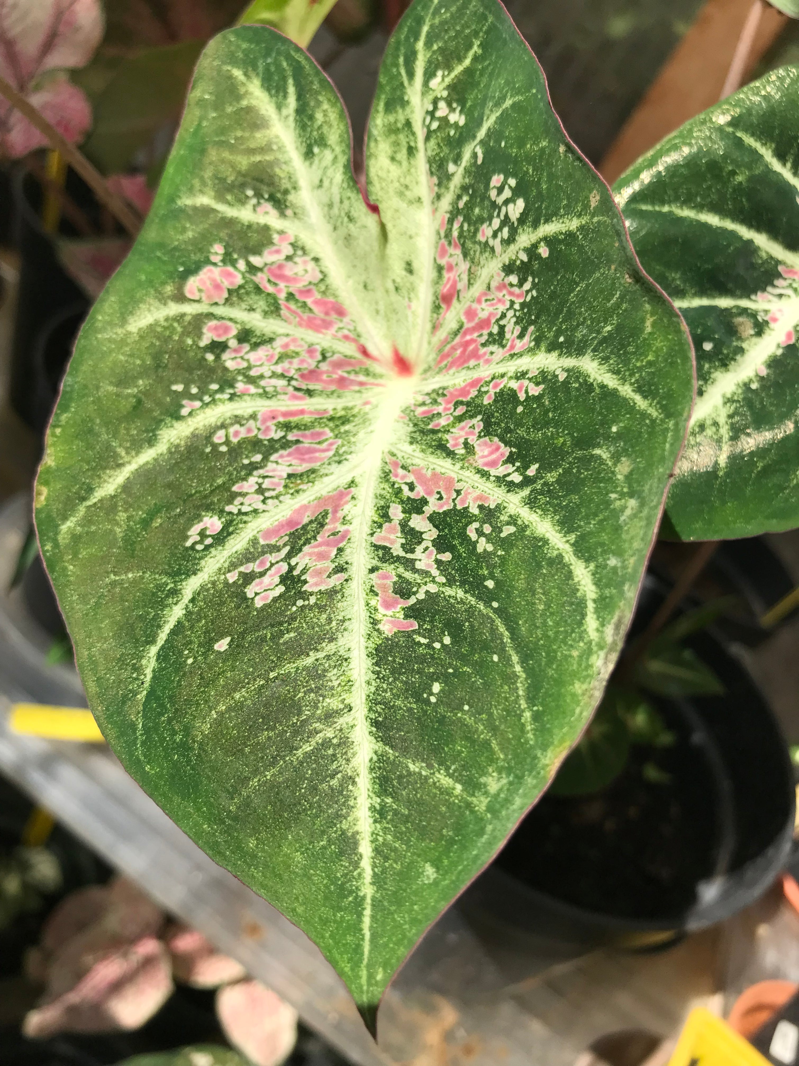 Caladium Pink Cloud - Blue Buddha Farm