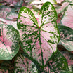 Caladium Pink Cloud - Blue Buddha Farm