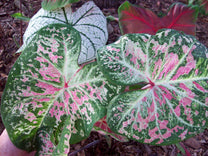 Caladium Pink Cloud - Blue Buddha Farm