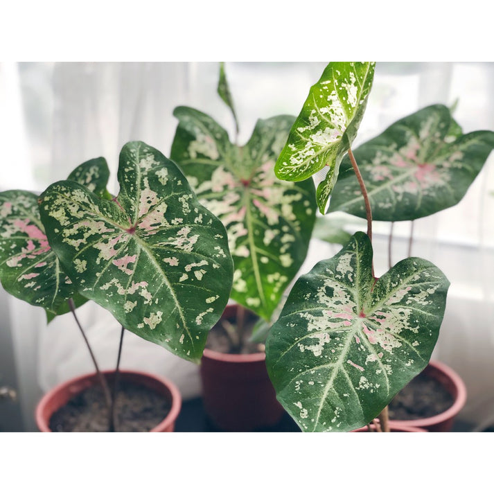 Buy 'Pink Cloud' Caladium - Translucent Pink Leaves at Blue Buddha Farm