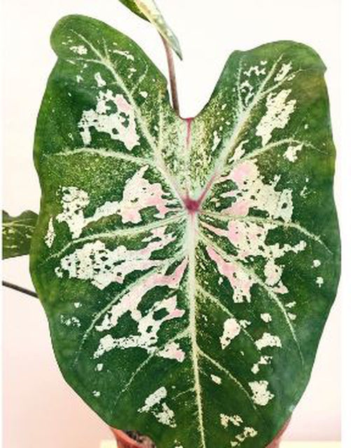 Caladium Pink Cloud - Blue Buddha Farm