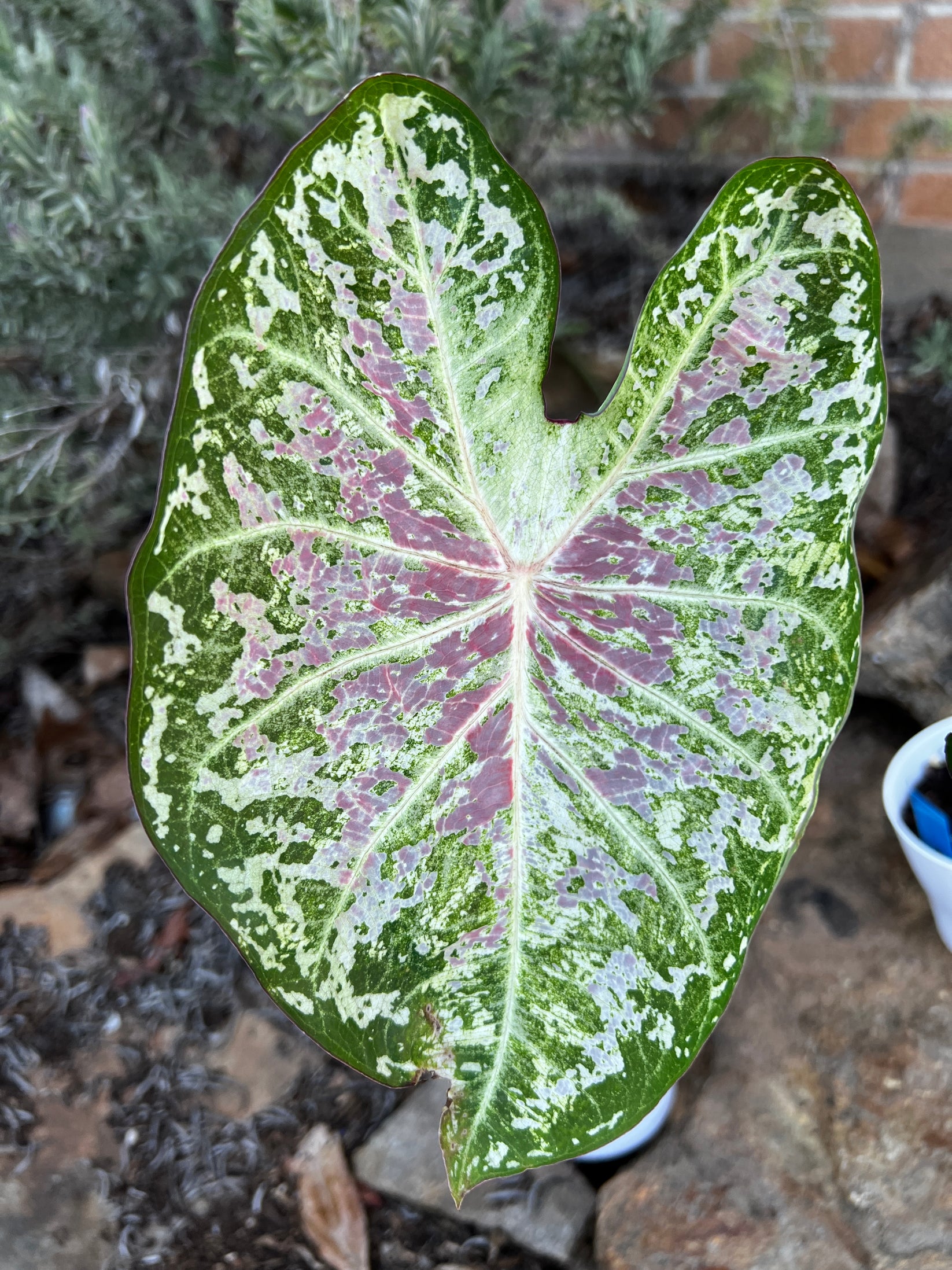 Buy 'Pink Cloud' Caladium - Translucent Pink Leaves at Blue Buddha Farm