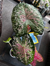 Caladium Pink Cloud - Blue Buddha Farm