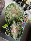 Caladium Pink Cloud - Blue Buddha Farm