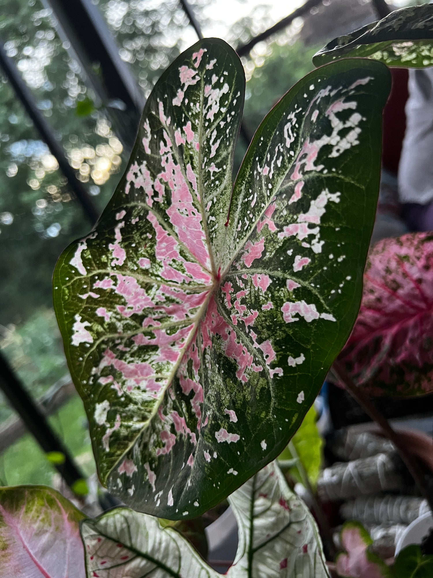Caladium Pink Cloud - Blue Buddha Farm