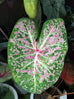 Caladium Pink Cloud - Blue Buddha Farm