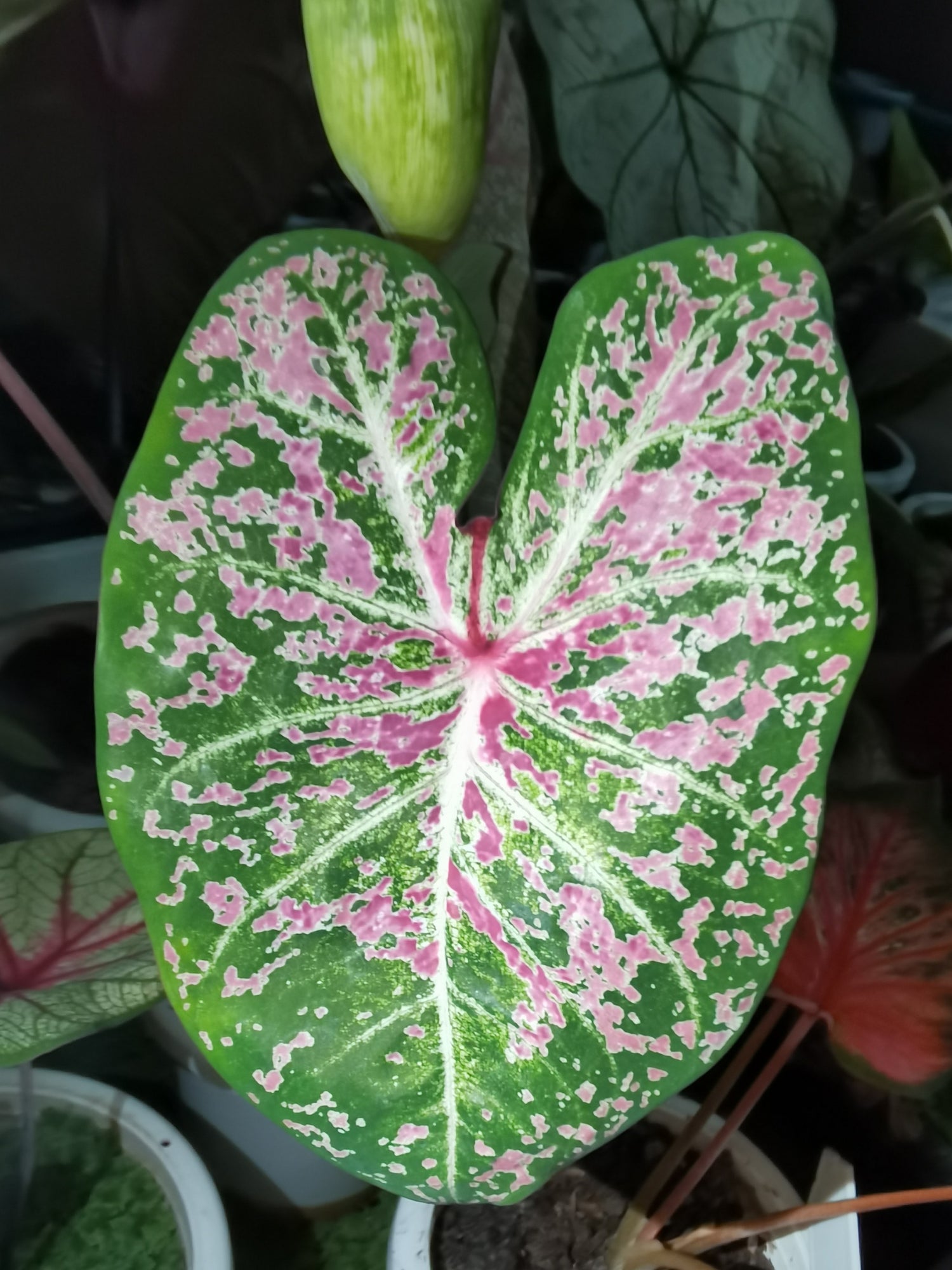 Caladium Pink Cloud - Blue Buddha Farm