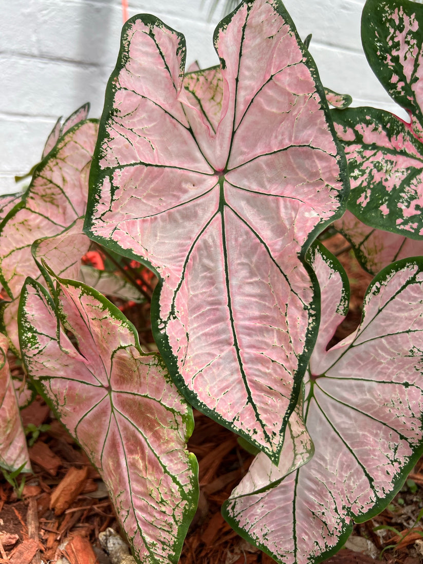 Buy 'Pink Sky' Caladium - Variegated Indoor/Outdoor Plant at Blue ...