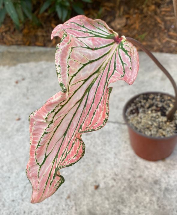 Buy 'Pink Symphony' Caladium - Delicate Pink Veined Leaves at Blue ...