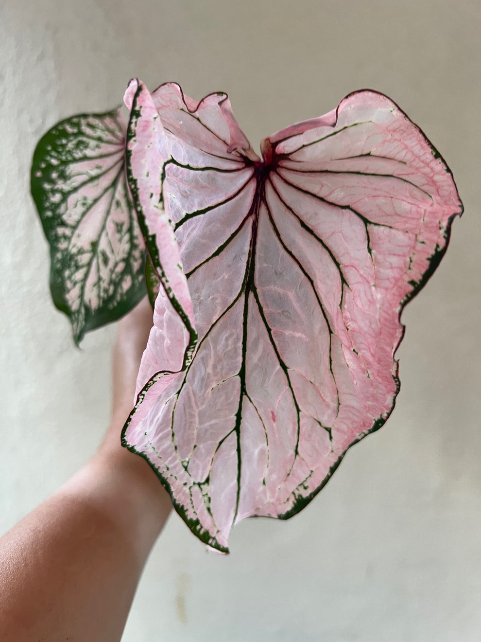 Buy 'Pink Symphony' Caladium - Delicate Pink Veined Leaves at Blue ...