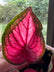 Caladium Sizzle - Blue Buddha Farm