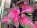 Caladium Sizzle - Blue Buddha Farm