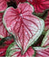 Caladium Sizzle - Blue Buddha Farm