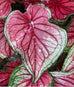 Caladium Sizzle - Blue Buddha Farm