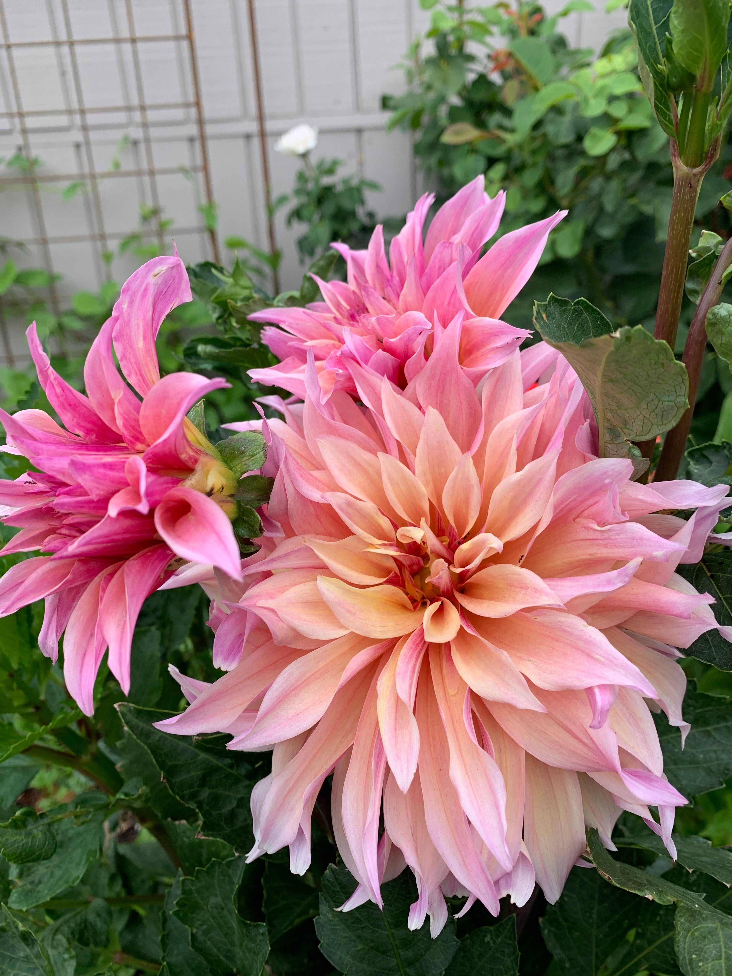 Blue Buddha Farm - Unique Flower Varieties