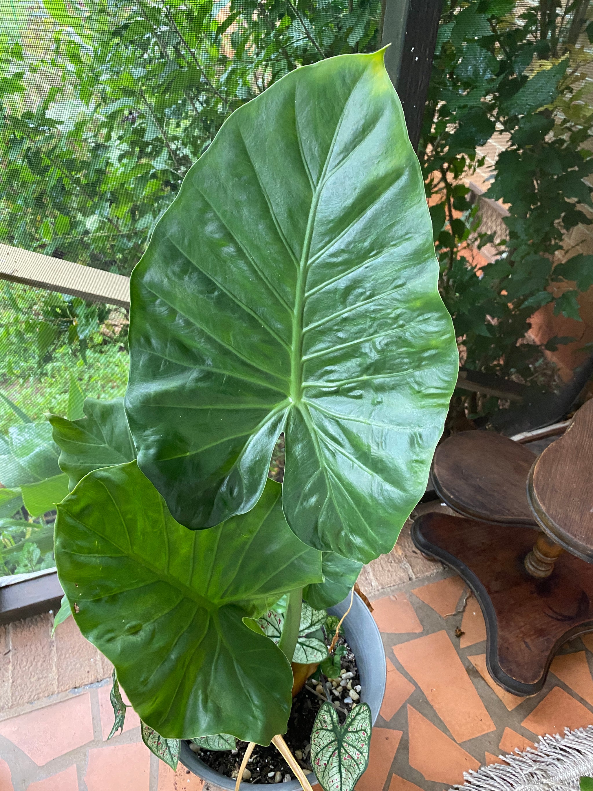 Elephant Ear - Alocasia Odora - Blue Buddha Farm