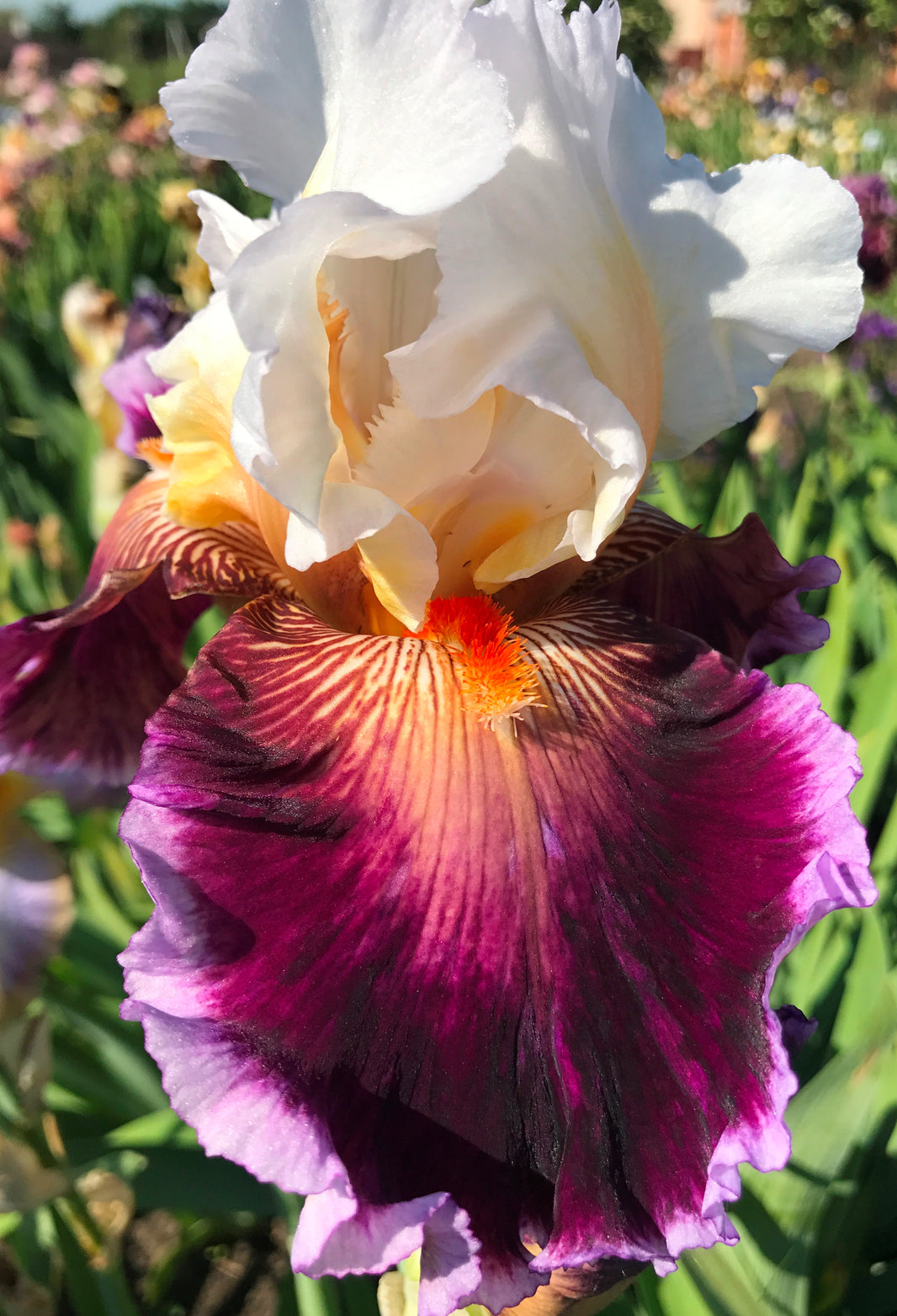 Iris – Blue Buddha Farm