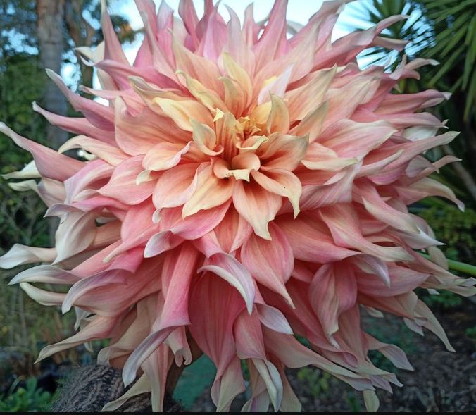 Dahlia – Page 2 – Blue Buddha Farm