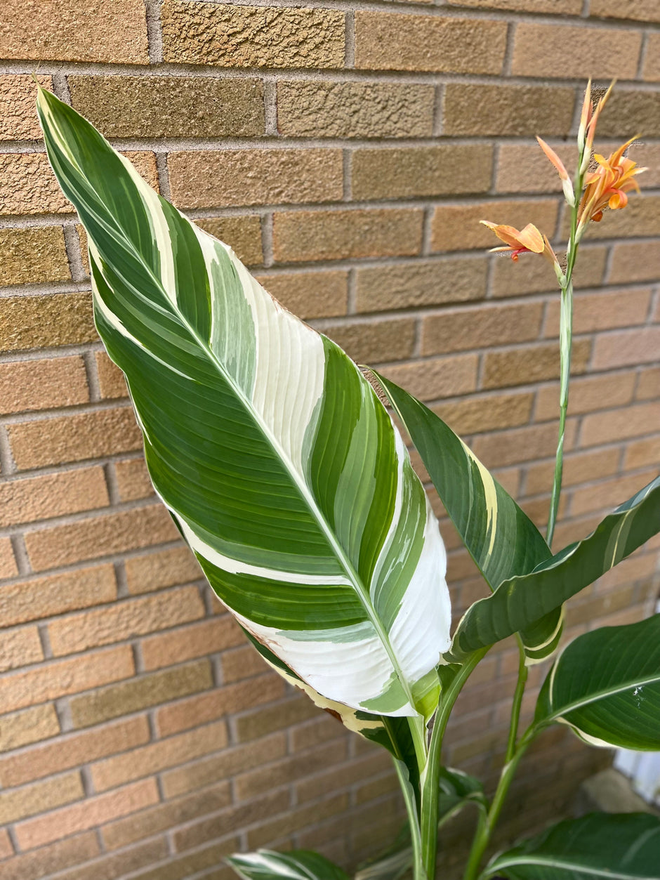 Canna Lily – Blue Buddha Farm