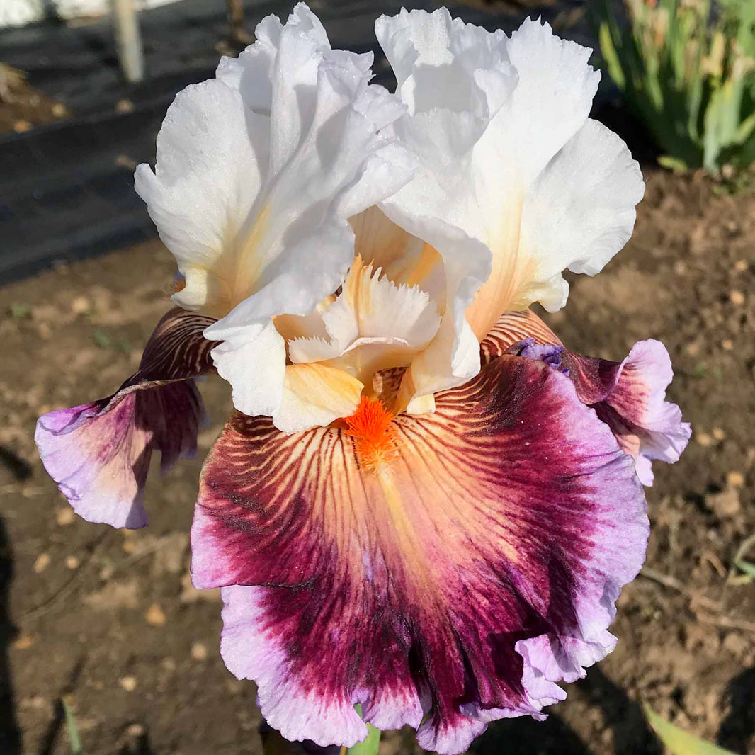 Iris – Blue Buddha Farm